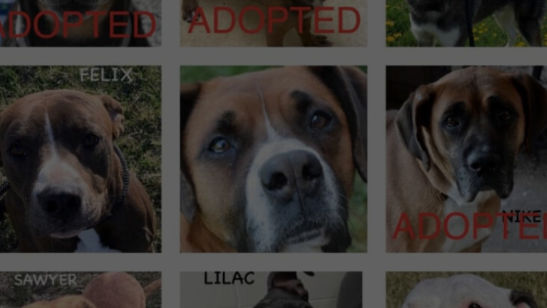 Dog Shelter Reduces Adoption Fees – River Rat Country