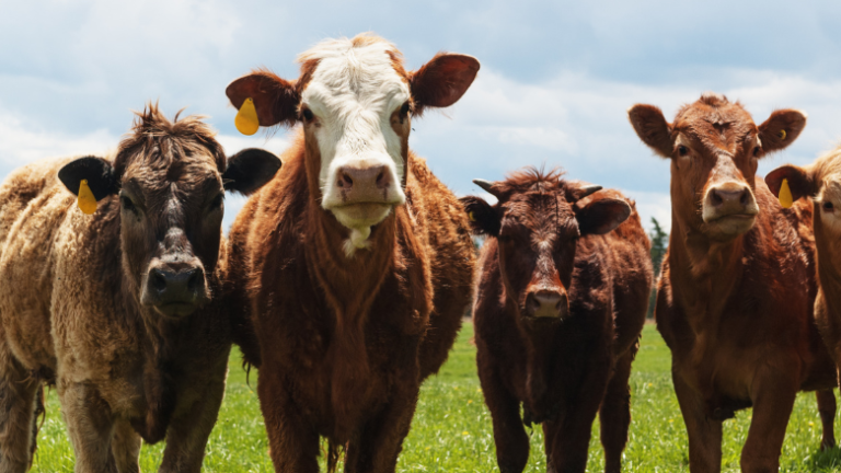 USDA Releases New Plan to Strengthen the American Beef Industry – River ...